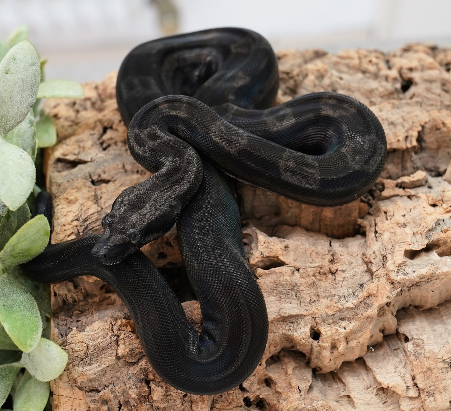 IMG Motley Jungle Boa Constrictor by BoaTempel - MorphMarket