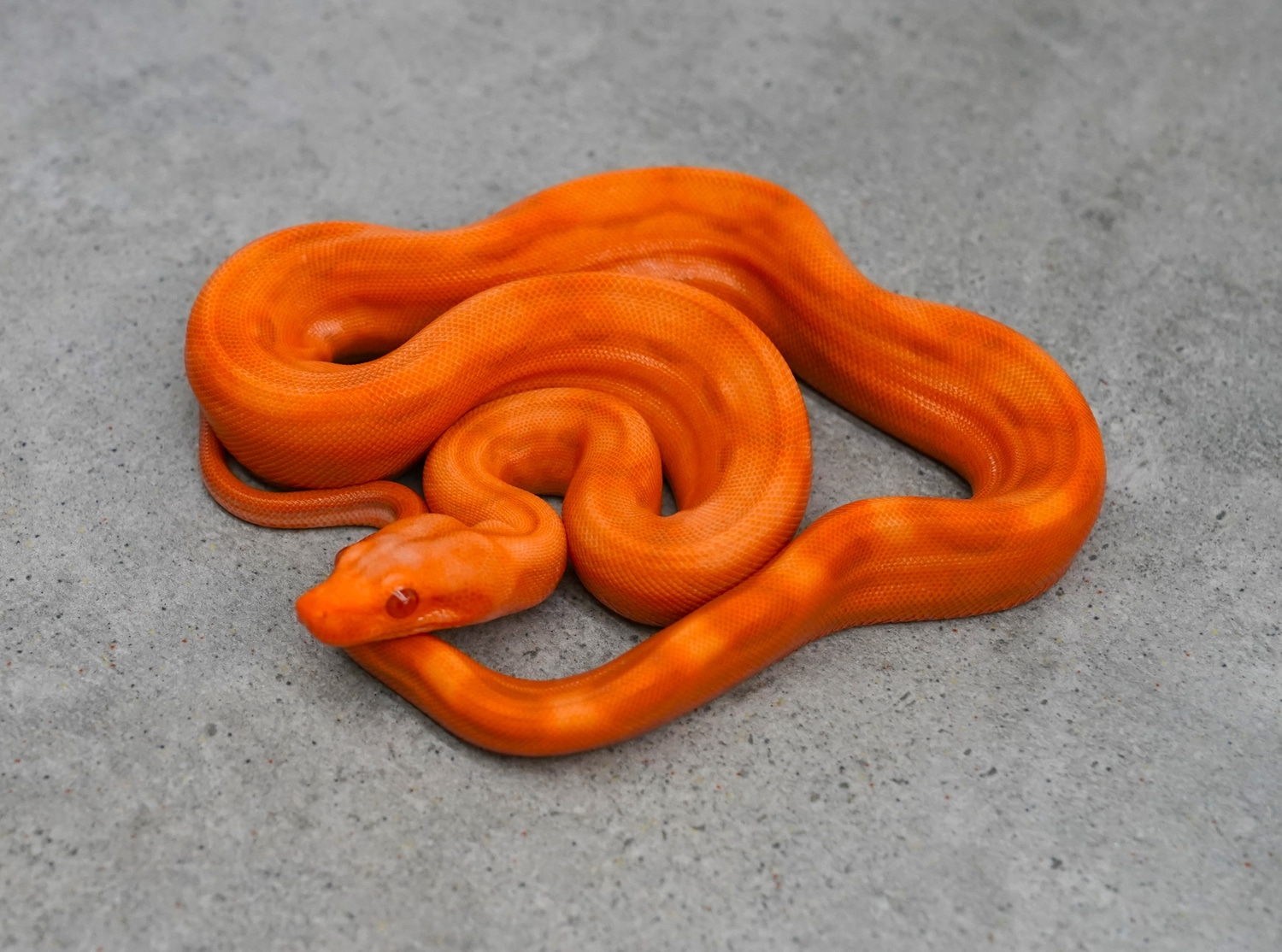 Sun Dragon Poss. Super Boa Constrictor by BoaTempel - MorphMarket