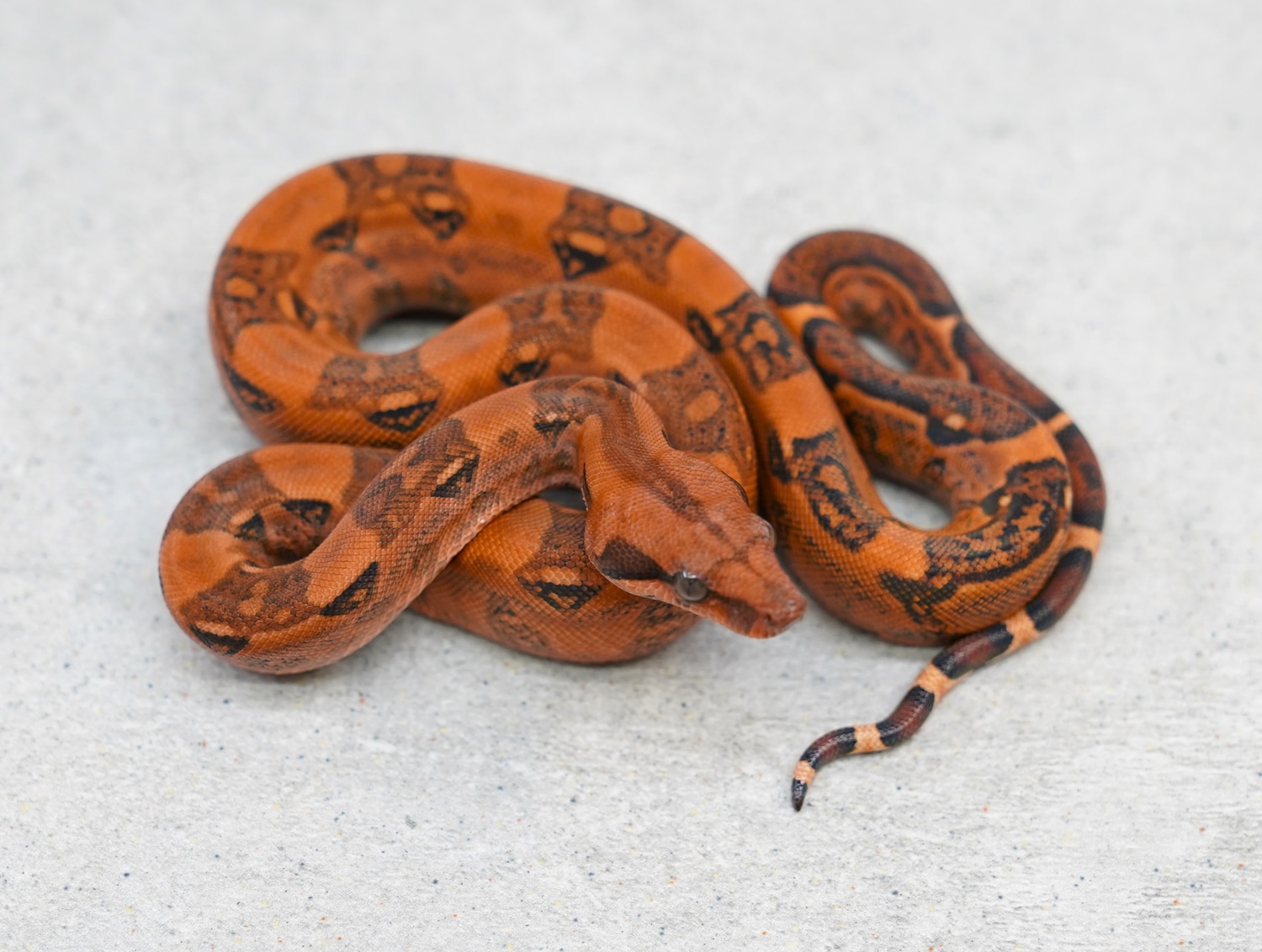 Berry Blood 50% Het. VPI Boa Constrictor by BoaTempel - MorphMarket