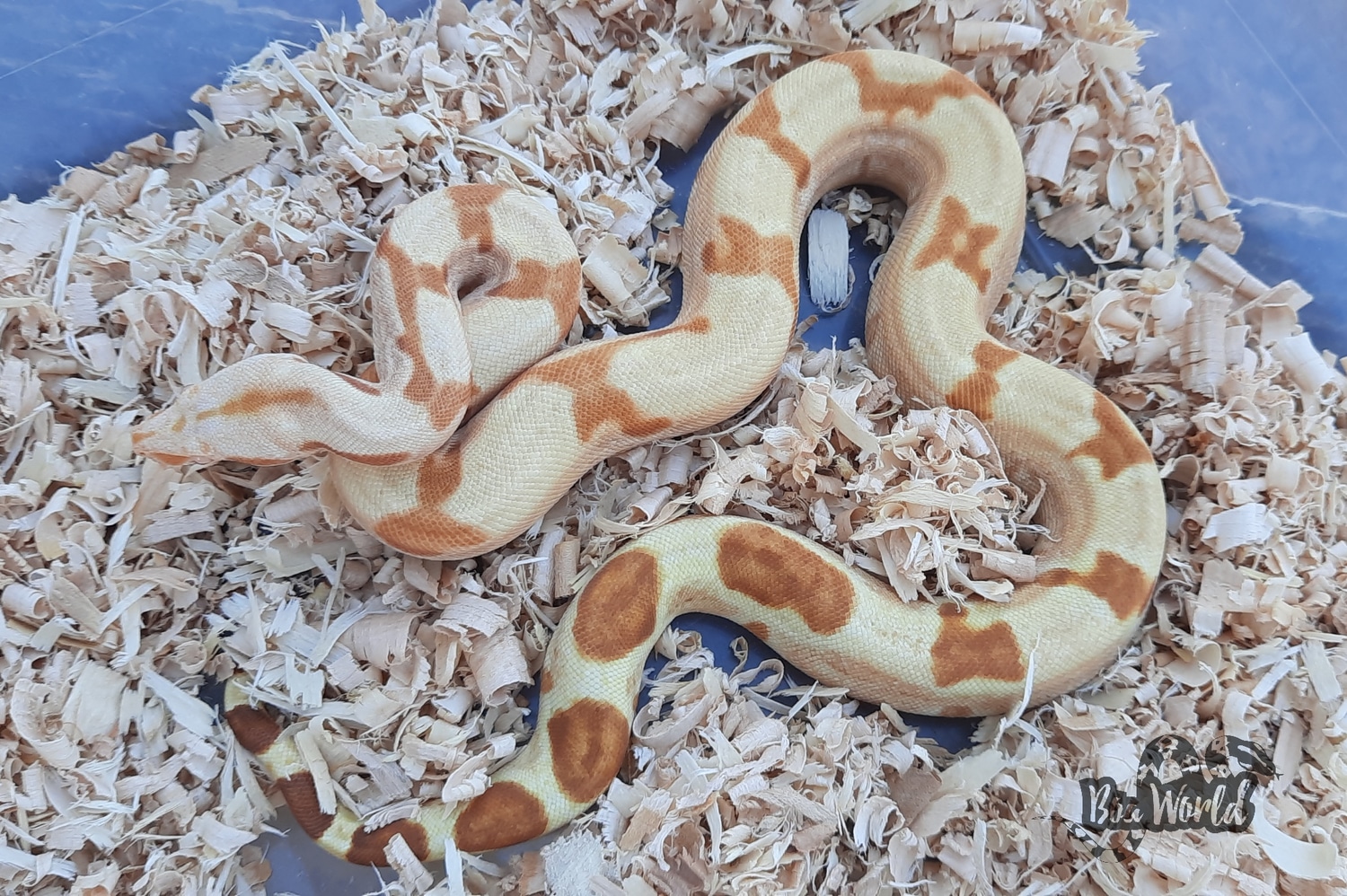 Super Hypo Sharp Sunglow (FREE SHIPPING) Boa Constrictor by Boa World ...
