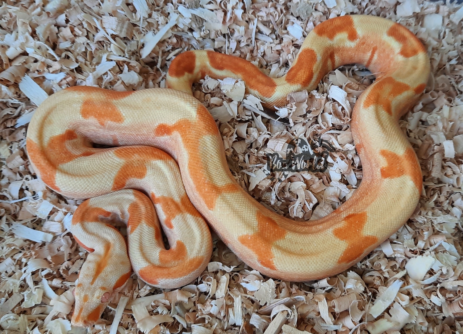 Super Hypo Sharp Sunglow (FREE SHIPPING) Boa Constrictor by Boa World ...
