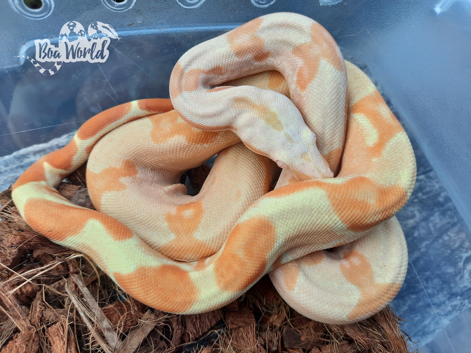 Super Hypo Sharp Sunglow Boa Constrictor by Boa World - MorphMarket