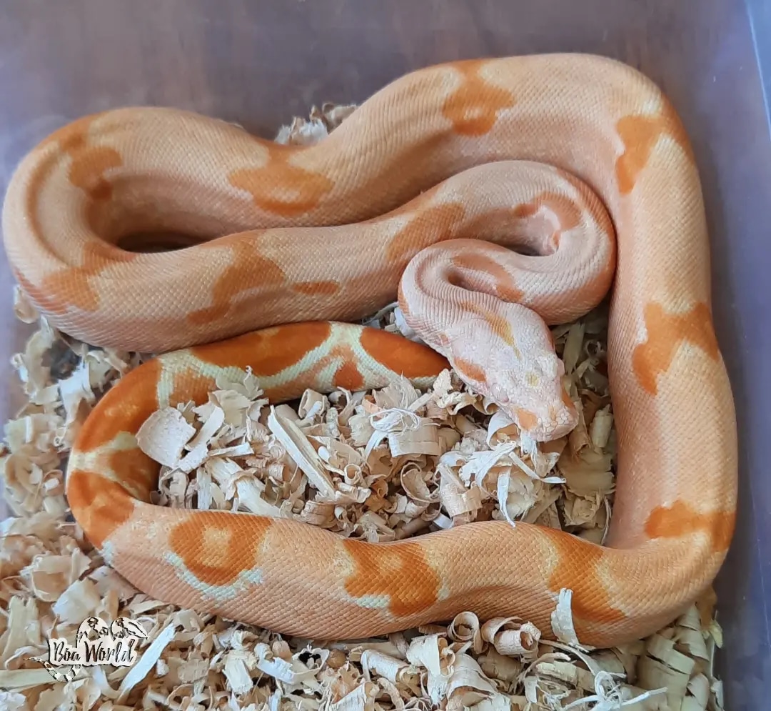 Super Hypo Sharp Sunglow Boa Constrictor by Boa World - MorphMarket