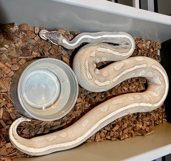 Purple Passion Ball Python by Morphz Unlimited LLC