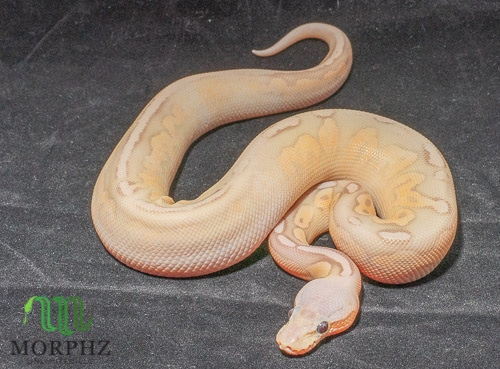Banana Pewter 100% Het Genetic Stripe 100% Het Piebald Ball Python by ...