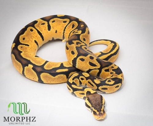 Pastel 100% Het Genetic Stripe 100% Het Piebald Ball Python by Morphz ...