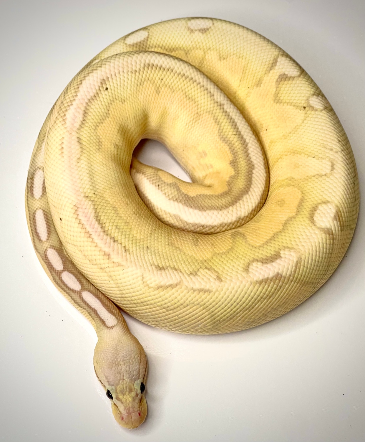 Banana Pewter 100% Double Het Genetic Stripe/Piebald Ball Python by ...