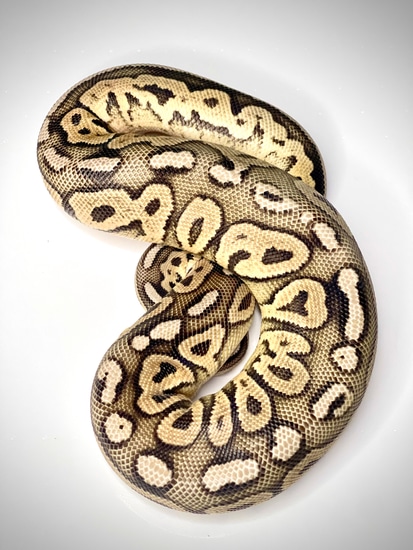 Pewter 100% Double Het Genetic Stripe/Piedbald Ball Python by Morphz ...