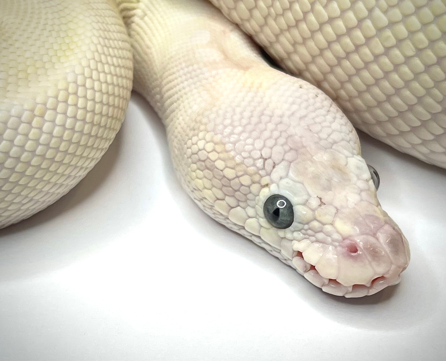 Bamboo Phantom (BEL) Ball Python by Morphz Unlimited LLC - MorphMarket