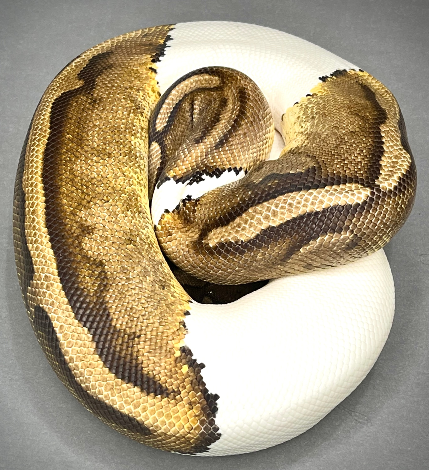 Yellow Belly Piebald Ball Python by Morphz Unlimited LLC - MorphMarket