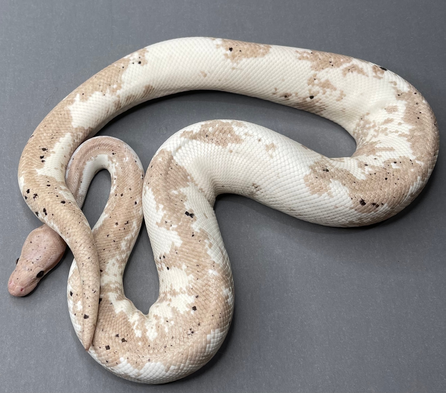 Banana Pastel Pied Ball Python by Morphz Unlimited LLC - MorphMarket