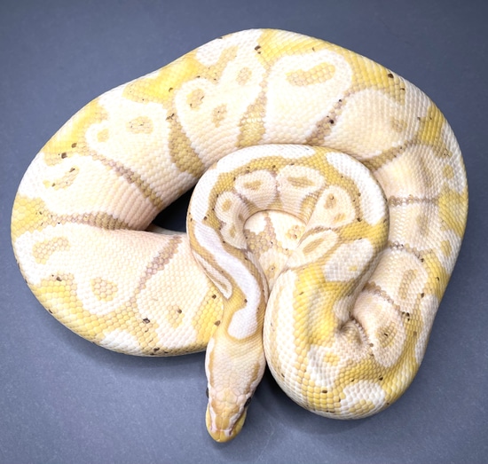 Banana Yellow Belly Pastel (Female Maker) Ball Python by Morphz ...