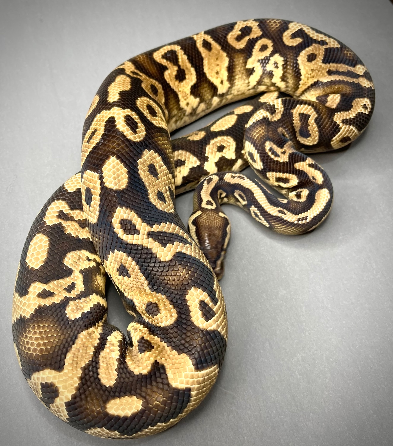 Pastel Yellow Belly Or Gravel 100% Het Pied Ball Python by Morphz ...