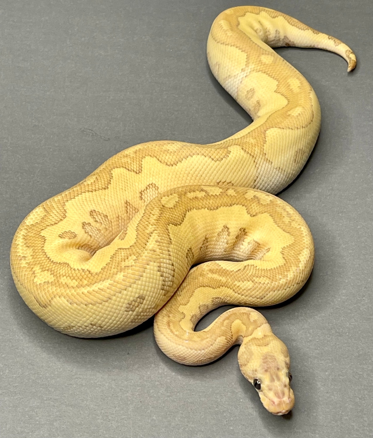 Hypo Lesser Clown Ball Python by Morphz Unlimited LLC - MorphMarket