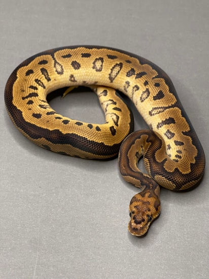 Lace Clown Ball Python by Morphz Unlimited LLC