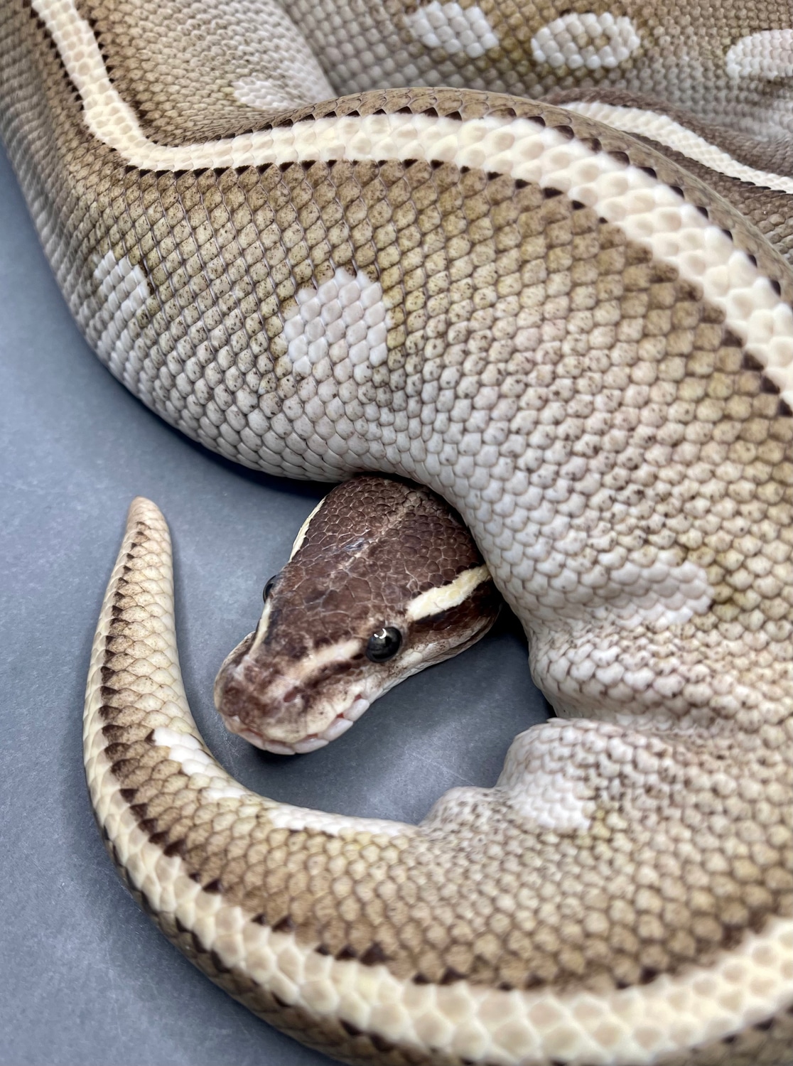 Purple Passion Ball Python by Morphz Unlimited LLC - MorphMarket