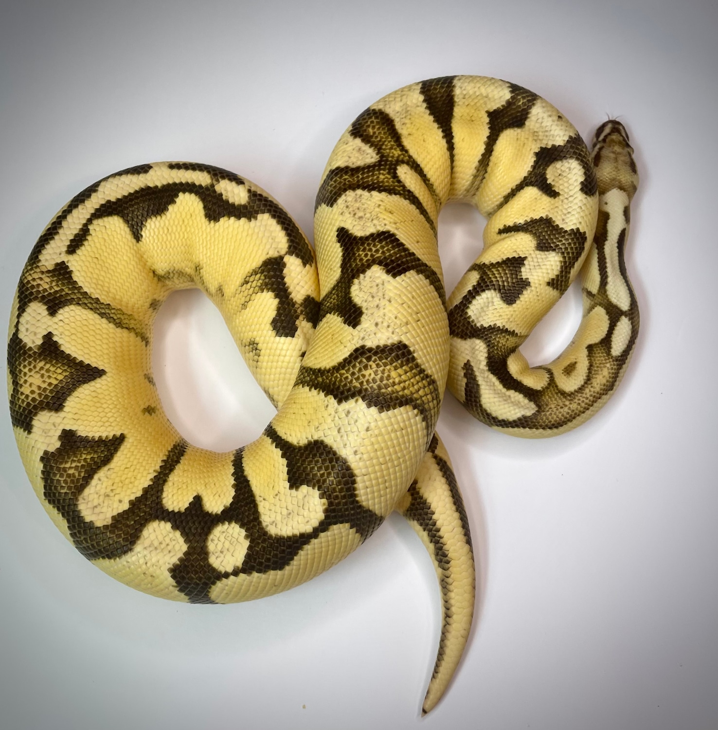 Super Orange Dream Firefly Ball Python by Morphz Unlimited LLC ...