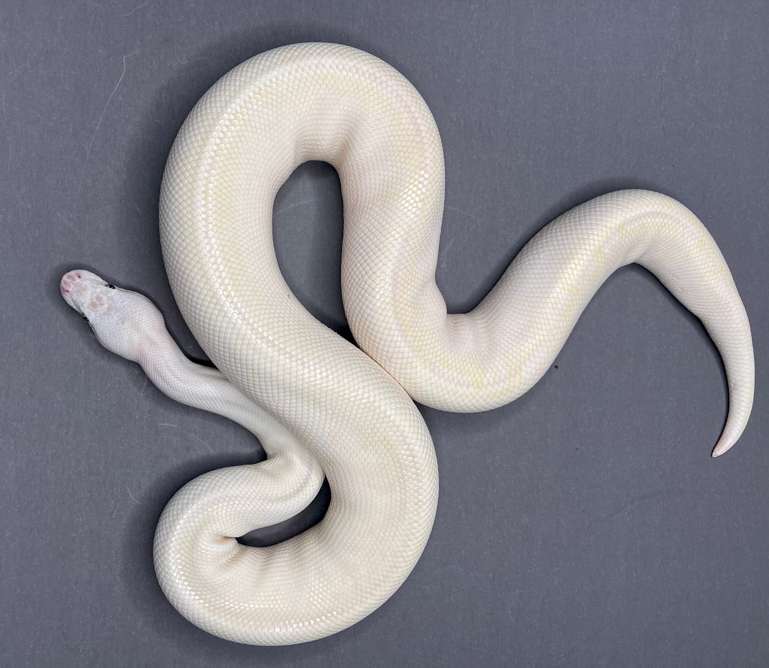Bamboo Mojave BEL (Proven) Ball Python by Morphz Unlimited LLC ...