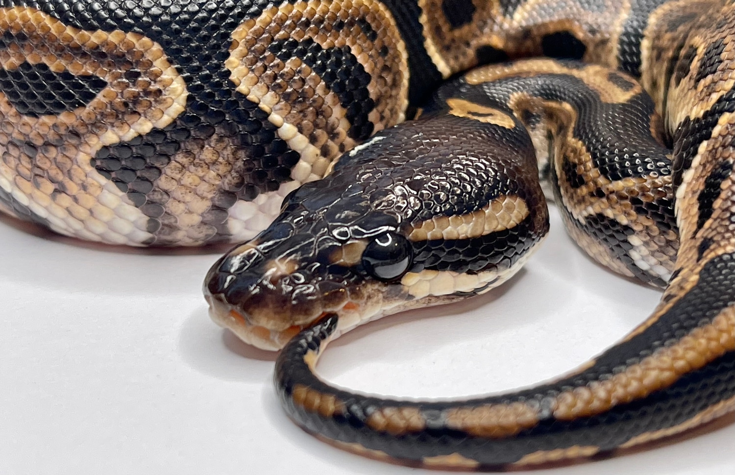 Black Head Black Pastel Ball Python by Morphz Unlimited LLC - MorphMarket