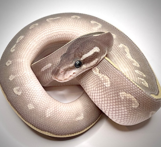Purple Passion Ball Python by Morphz Unlimited LLC