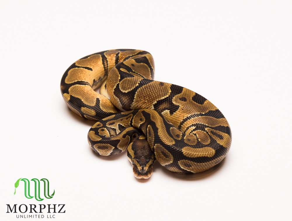 Enchi 100% Het Pied Ball Python by Morphz Unlimited LLC - MorphMarket