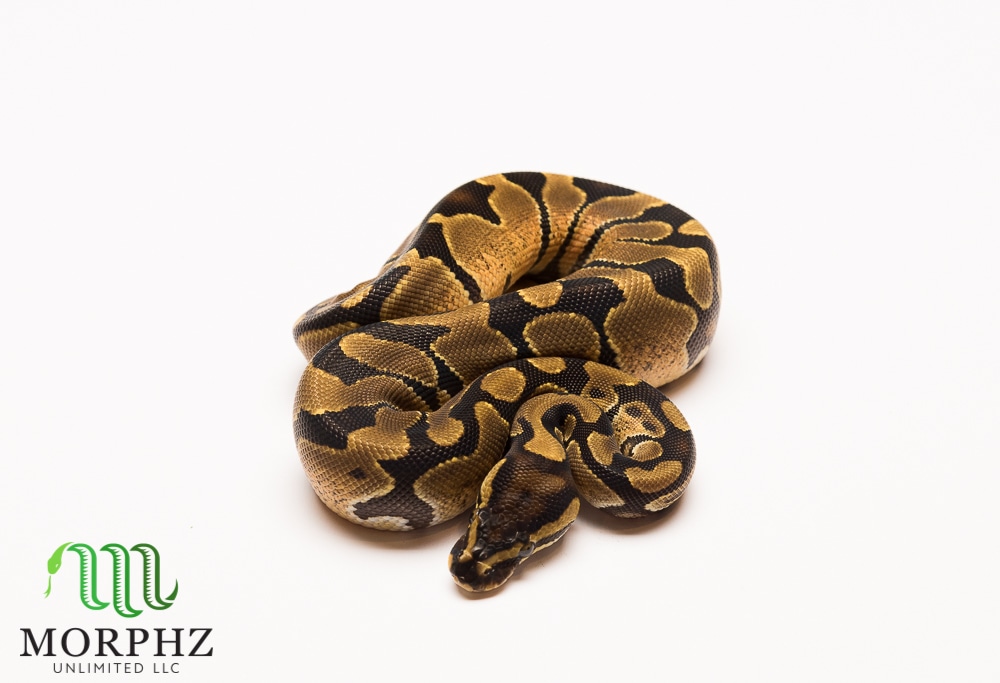 Enchi 100% Het Pied Ball Python by Morphz Unlimited LLC - MorphMarket