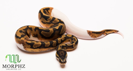 Enchi Pied Ball Python by Morphz Unlimited LLC