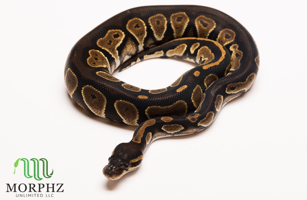 Black Head Ball Python by Morphz Unlimited LLC - MorphMarket