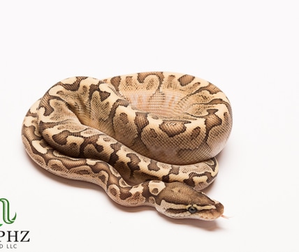 Bamboo Mojave (BEL) Ball Python by Morphz Unlimited LLC - MorphMarket