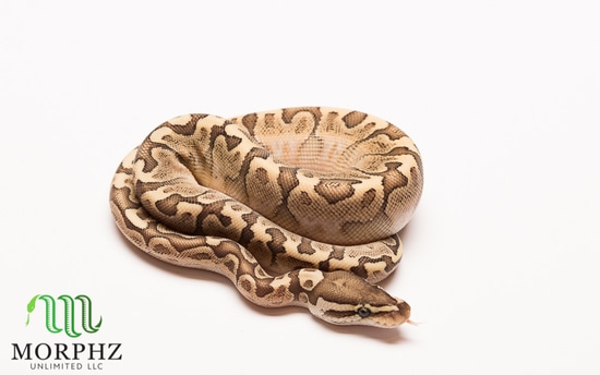 Bamboo Ball Python by Morphz Unlimited LLC