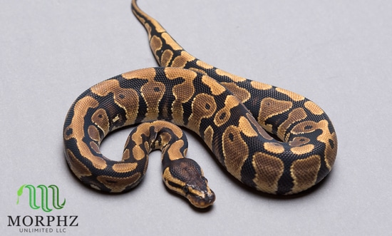 Gravel 100% Het Clown Ball Python by Morphz Unlimited LLC
