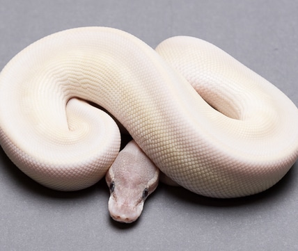 Bamboo Mojave (BEL) Ball Python by Morphz Unlimited LLC - MorphMarket
