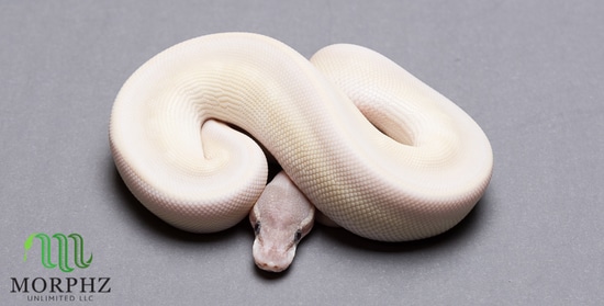 Super Mojave (BEL) Ball Python by Morphz Unlimited LLC