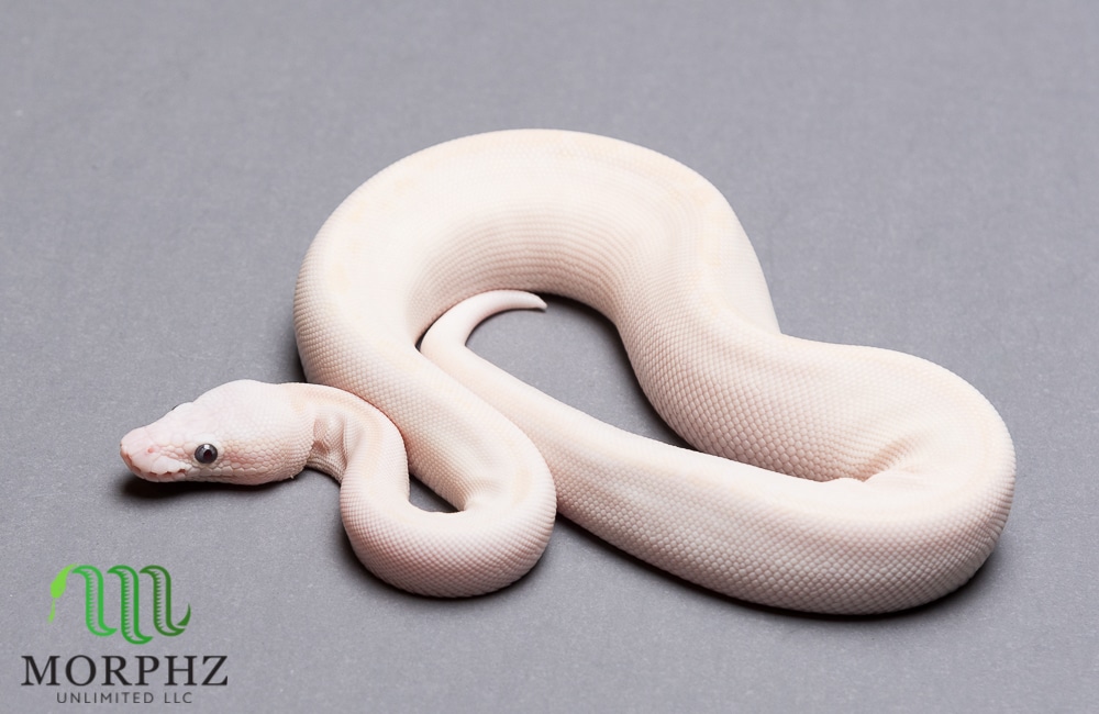Bamboo Mojave (BEL) Ball Python by Morphz Unlimited LLC - MorphMarket