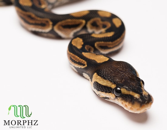 Black Pastel Het Clown Ball Python by Morphz Unlimited LLC