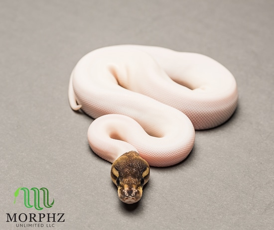 Black Pastel Pied Ball Python by Morphz Unlimited LLC