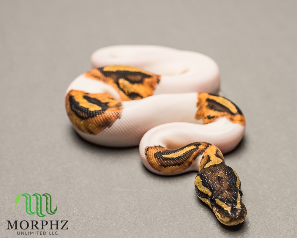 Pied Ball Python by Morphz Unlimited LLC - MorphMarket