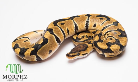 Crypton 100% Het Ultramel 50% Het DG Ball Python by Morphz Unlimited LLC