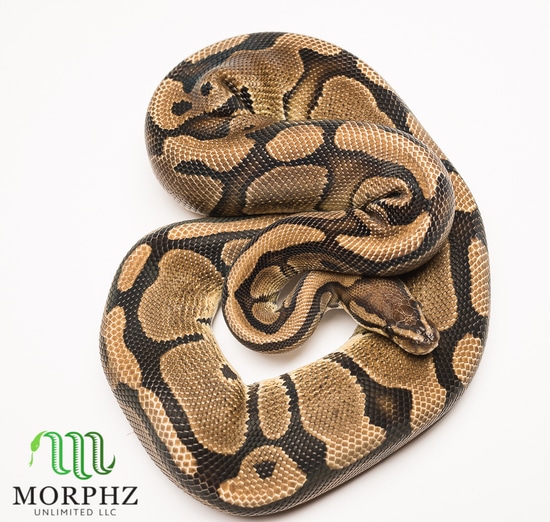 Red Stripe 100% Het Desert Ghost 66% Het Pied Ball Python by Morphz ...