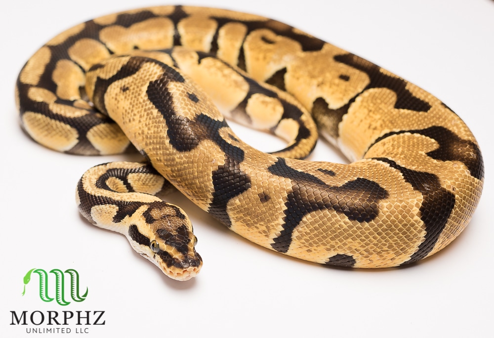 Pastel Enchi YB Or Gravel 100% Het Clown 50% Het Hypo Ball Python by ...