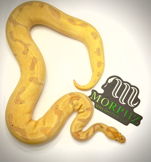 Banana Enchi Leopard Clown Female Maker!! Ball Python by Morphz ...