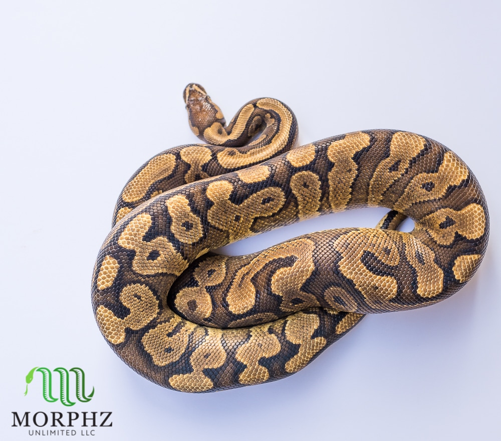 Red Stripe Yellow Belly Het Clown Ball Python by Morphz Unlimited LLC ...