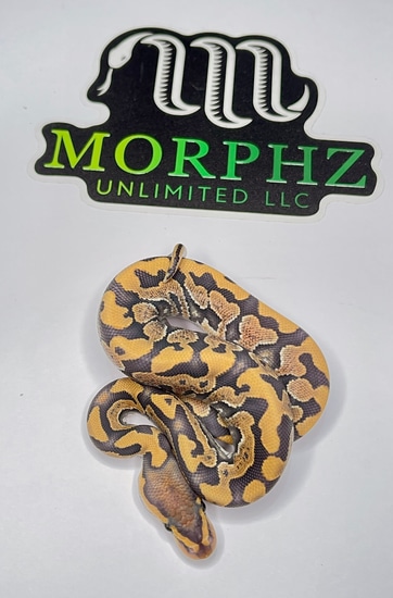 Hypo Puzzle Ball Python by Morphz Unlimited LLC