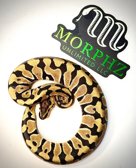 Cryptic Het Ultramel Het Desert Ghost Ball Python by Morphz Unlimited LLC