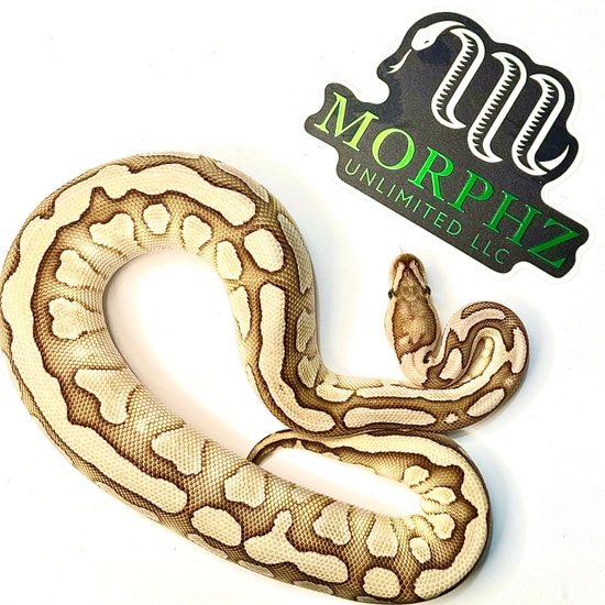 Butter Crypton Het Genetic Stripe 50% Desert Ghost Ball Python by Morphz Unlimited LLC