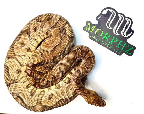 Red Stripe Yellow Belly Clown Ball Python by Morphz Unlimited LLC