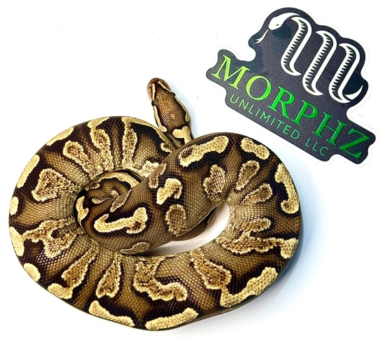 GHI Fire Yellow Belly Het Clown Ball Python by Morphz Unlimited LLC