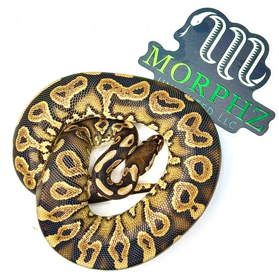 Black Pastel Yellow Belly Red Stripe 66% Het Clown Ball Python by ...