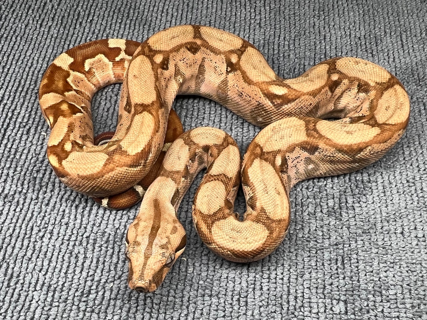 Hypo Pastel Keltic Parhet Boa Constrictor by Benjamin Boaz - MorphMarket