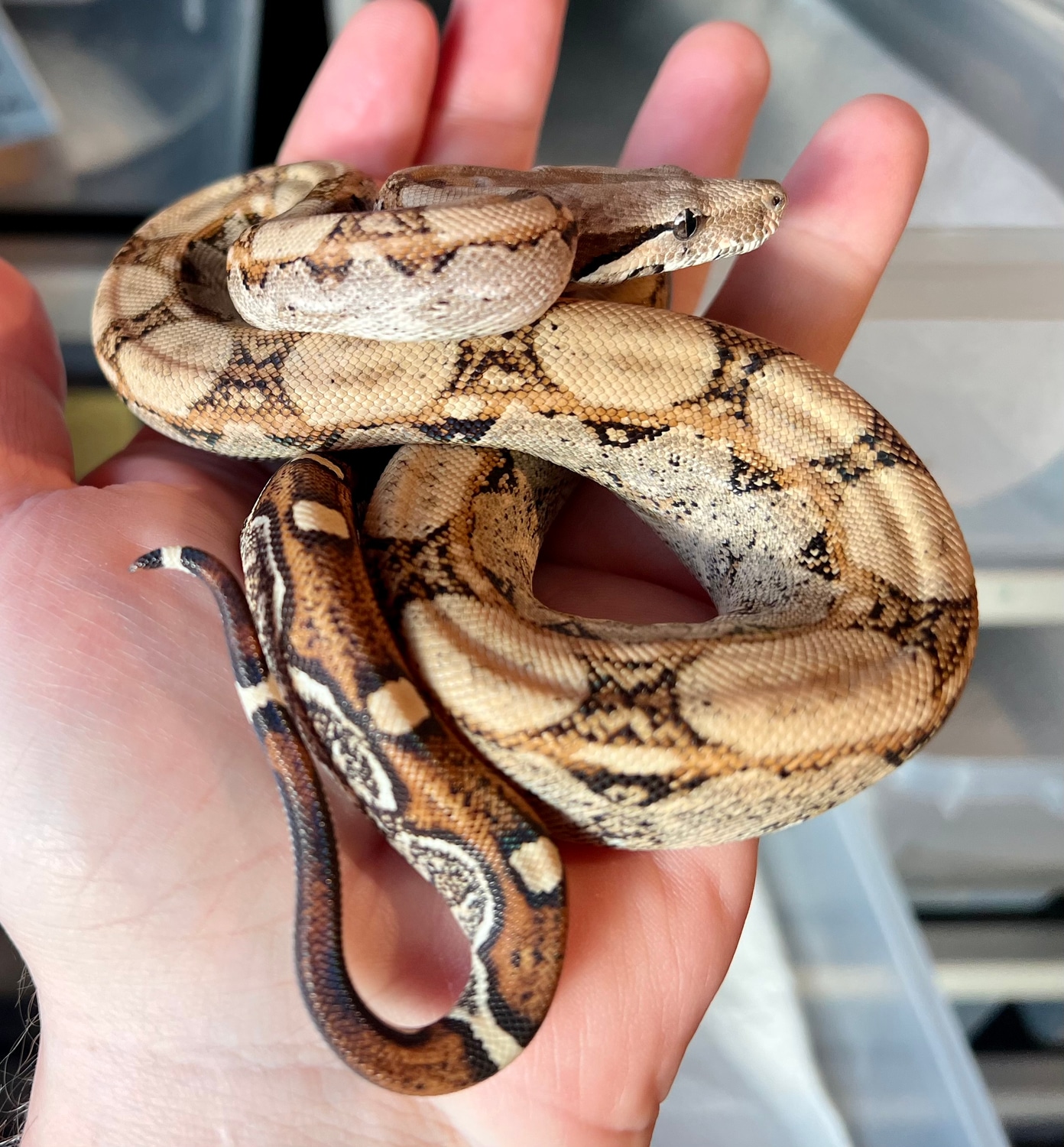 Hog Influenced Keltic Parahet *New Price* Boa Constrictor by Benjamin ...